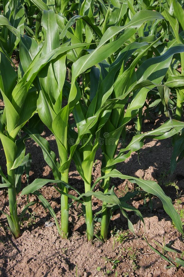 Junger Mais stockbild. Bild von bauernhof, gesund, grow - 9842223