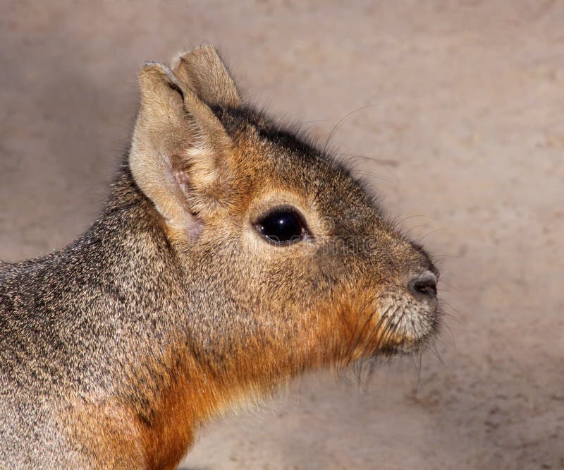 Junger Mara stockfoto. Bild von tier, argentinien, venezuela - 18968004