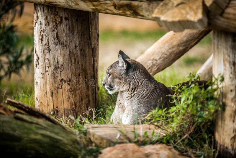 Junger Puma, Der Oben Unter Baum, Abschluss Stillsteht Stockbild - Bild ...