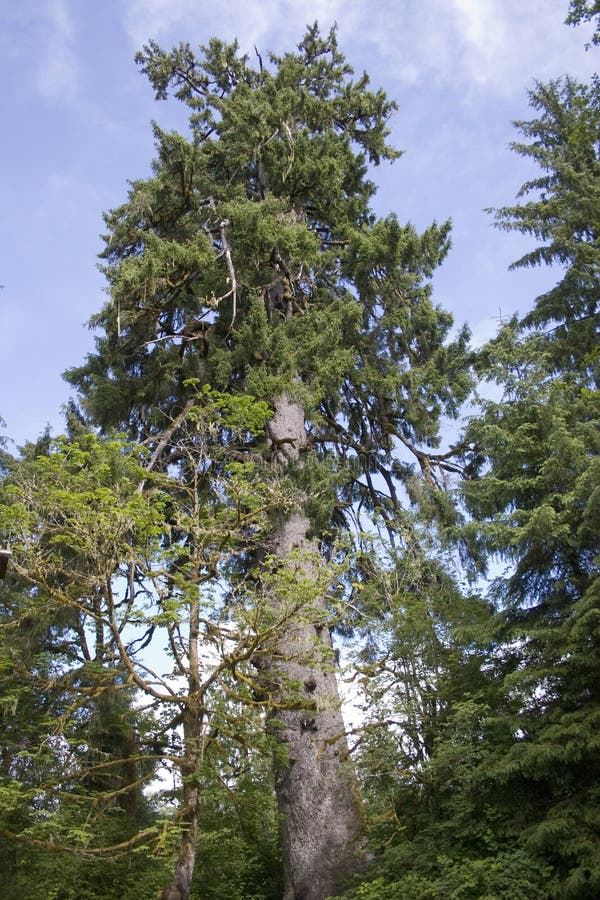 Rotholz-Baum stockfoto. Bild von nave, mammutbaum, bäume - 10546120