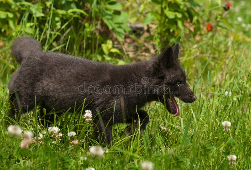 Junger Silberfuchs (Vulpes Vulpes) Pirscht Sich Nach Rechts an ...
