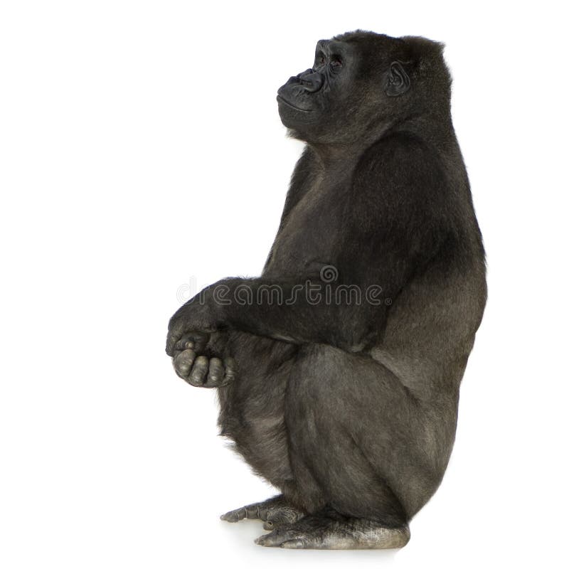 Junger Silverback Gorilla stockbild. Bild von gefährdet - 3683917