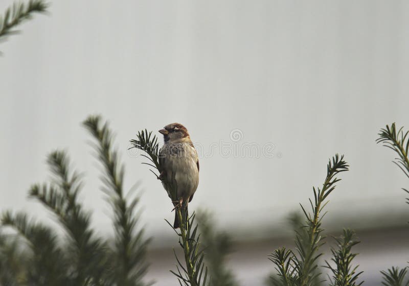 Junger Spatz stockbild. Bild von alleine, jung, tier - 100244585