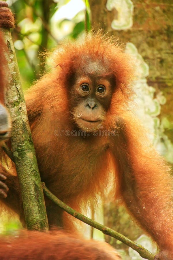 Junger Sumatran-Orang-Utan, Der Einen Baum in Nation Gunung Leuser ...