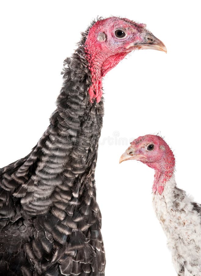 Junger Truthahn Auf Dem Bauernhof Stockbild - Bild von hintergrund ...