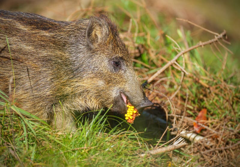 Junger Wilder Eber, Der Mais Isst Stockfoto - Bild von pelz, laufen ...
