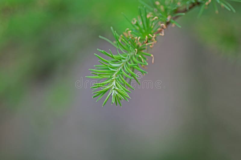Junger Zweig einer Fichte stockbild. Bild von wachstum - 94343825