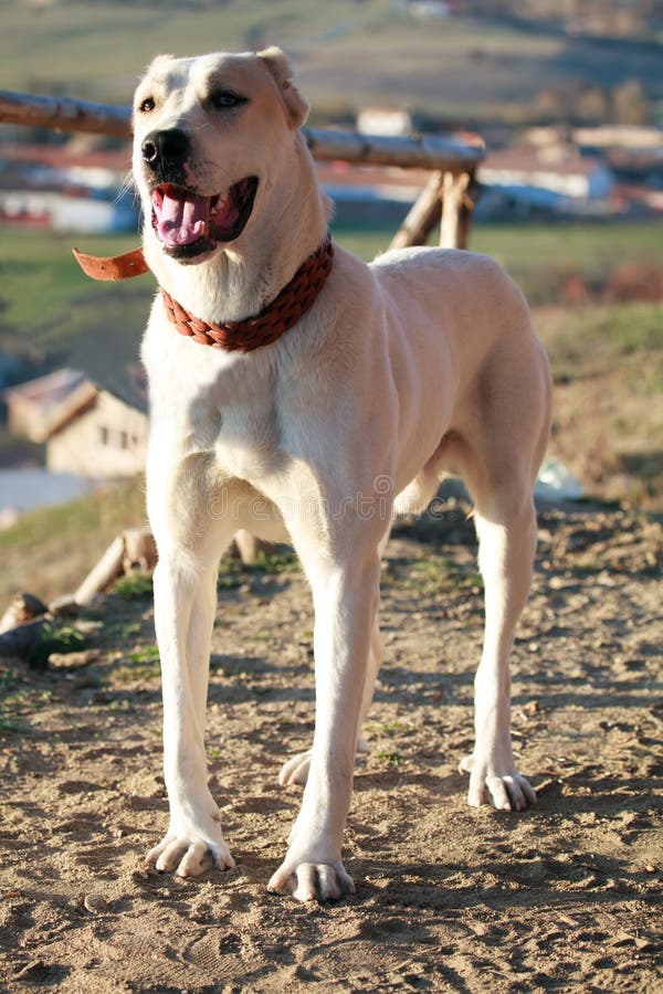 Junges alabai stockbild. Bild von russisch, haar, schäferhund - 36658101