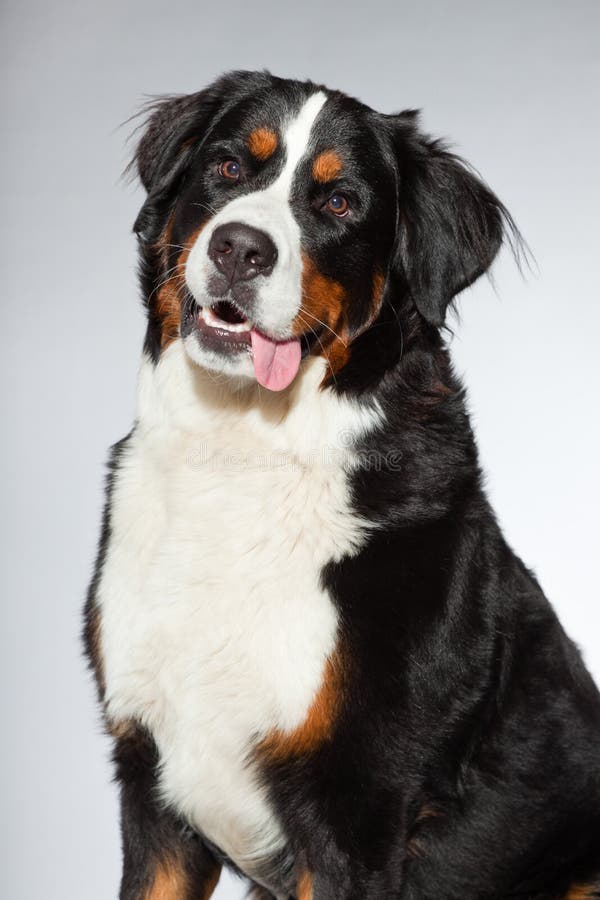 Junges berner sennen Hund. stockfoto. Bild von inländisch - 27407304