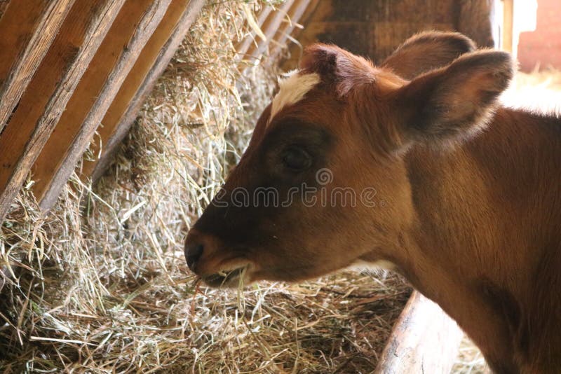 Junges Braunes Kalb in Einer Scheune Heu Essend Stockfoto - Bild von ...