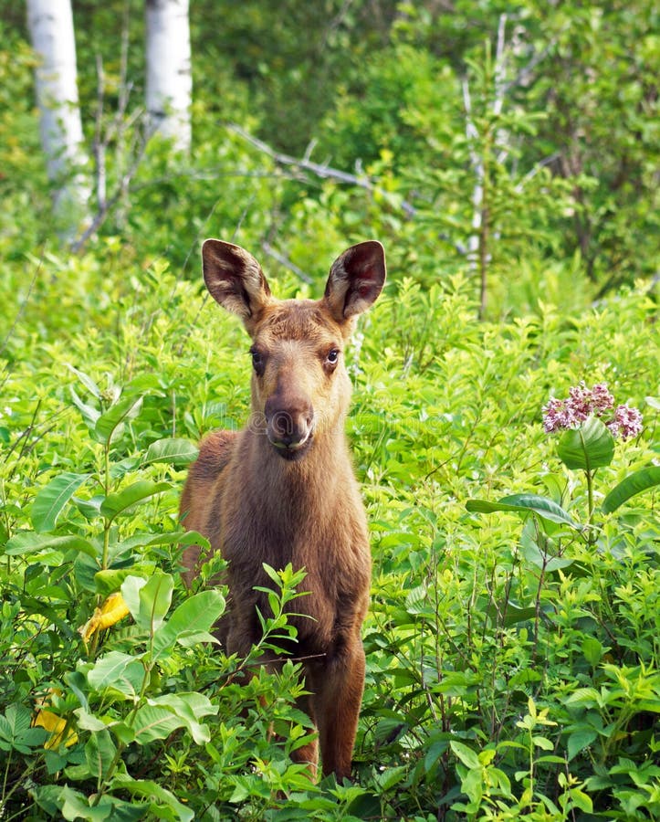 Baby-Elch-Kalb stockbild. Bild von kalb, jagd, wild, nahrung - 33971291