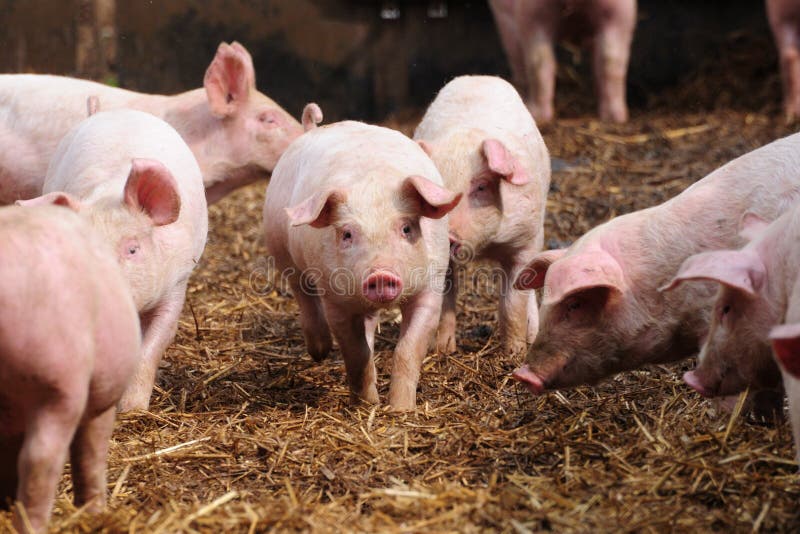 Junges Ferkel stockbild. Bild von speck, schweinefleisch - 14758335