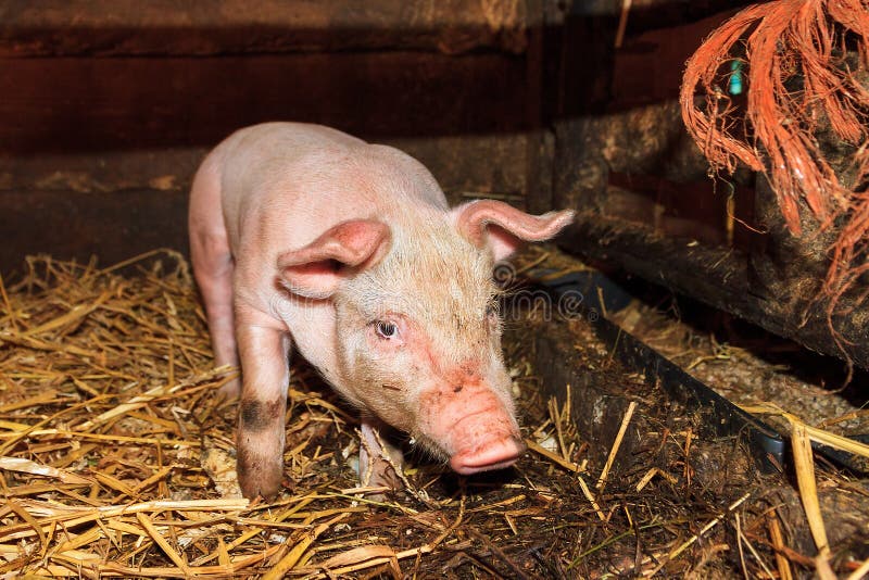 Junges Ferkel stockfoto. Bild von rosa, schweine, schweinchen - 35847866
