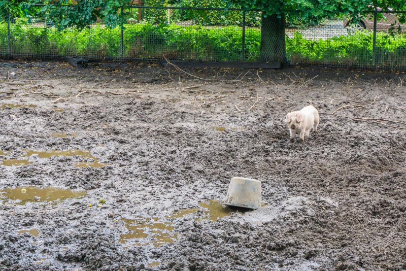 Junges Ferkel Im Schlamm Von Weitem Stockfoto - Bild von landwirtschaft ...