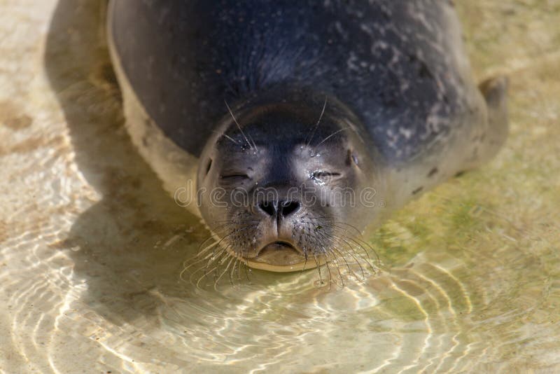 Junge Robbe Liegt Auf Stein Unterirdisch Stockbild - Bild von nagetier ...