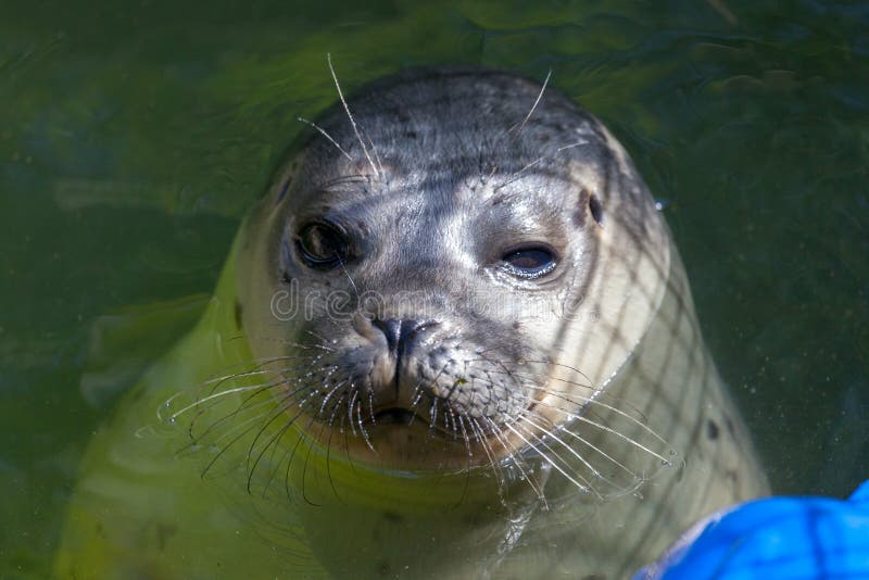 Junge Robbe Liegt Auf Stein Unterirdisch Stockbild - Bild von nagetier ...
