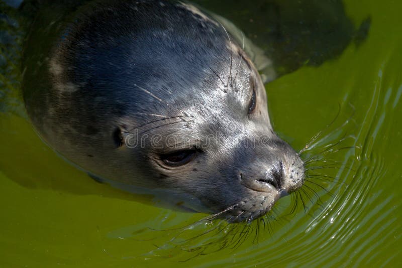 Junge Robbe Liegt Auf Stein Unterirdisch Stockbild - Bild von nagetier ...