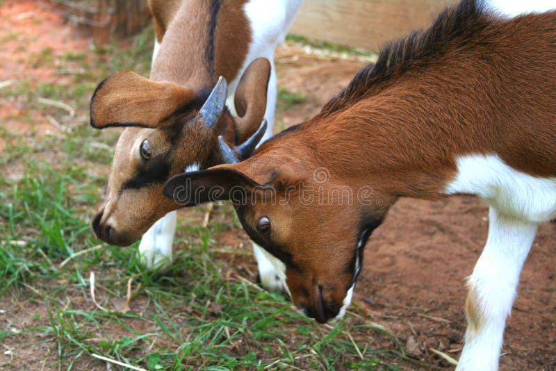 Junge Ziegen Auf Einer Wiese Im Bayern, Deutschland Stockfoto - Bild ...