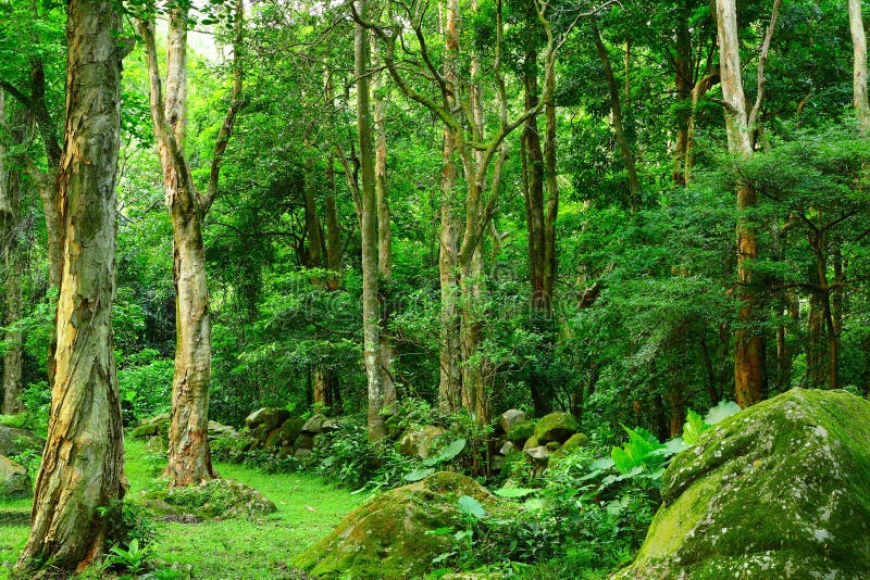 Jungle, Bush Trees Background in Africa. Tsavo West, Kenya Stock Image ...