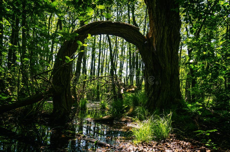 Morass stock image. Image of swamp, tree, environment - 223698625