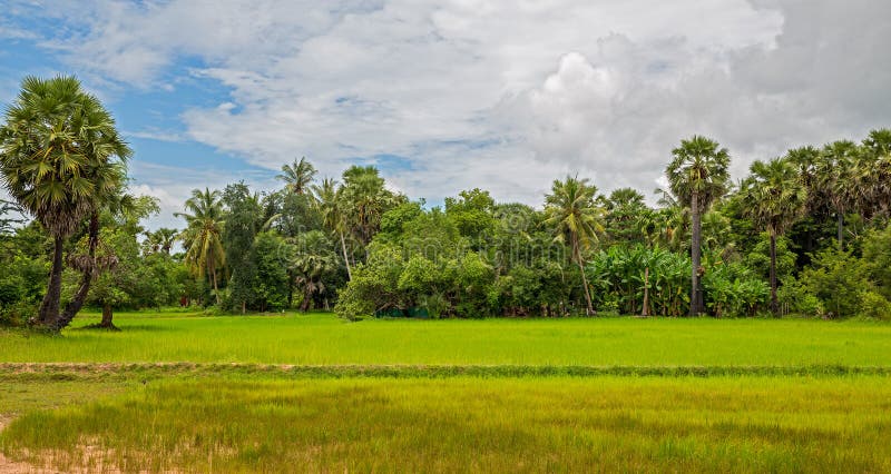 Jungle stock photo. Image of view, angle, jungle, wide - 26785564