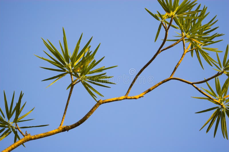 Madrona tree stock image. Image of plant, tree, foliage - 6103999