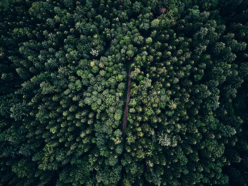 Jungle from Above with Lonely Path Stock Photo - Image of jungle ...
