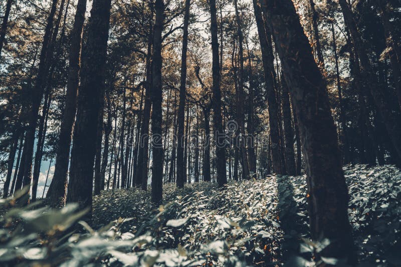 In the Jungle Alone in the Forest Stock Image - Image of caffeine, crop ...