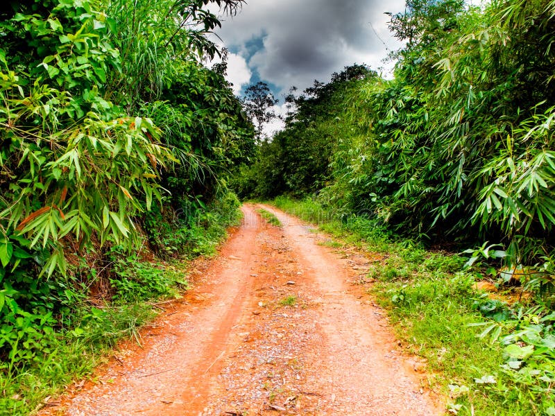 Jungle Along the Way of a Dirt Road Stock Image - Image of dirt, rural ...