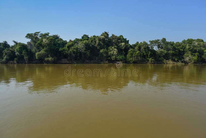 Jungle Amazon stock image. Image of biosphere, planet - 217447715