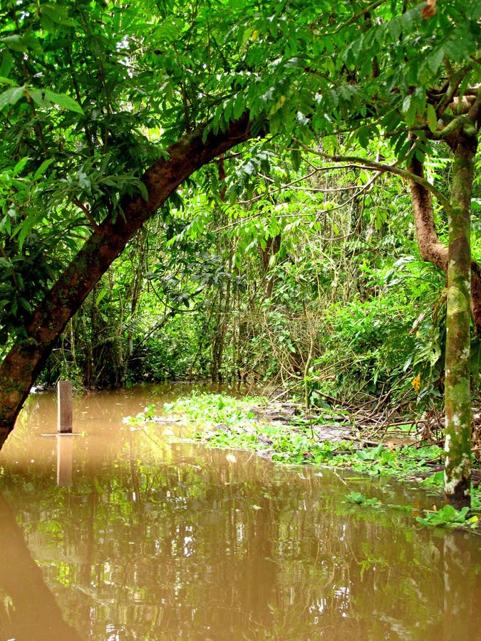 Jungle on Amazon River in Peru, South America Stock Photo - Image of ...