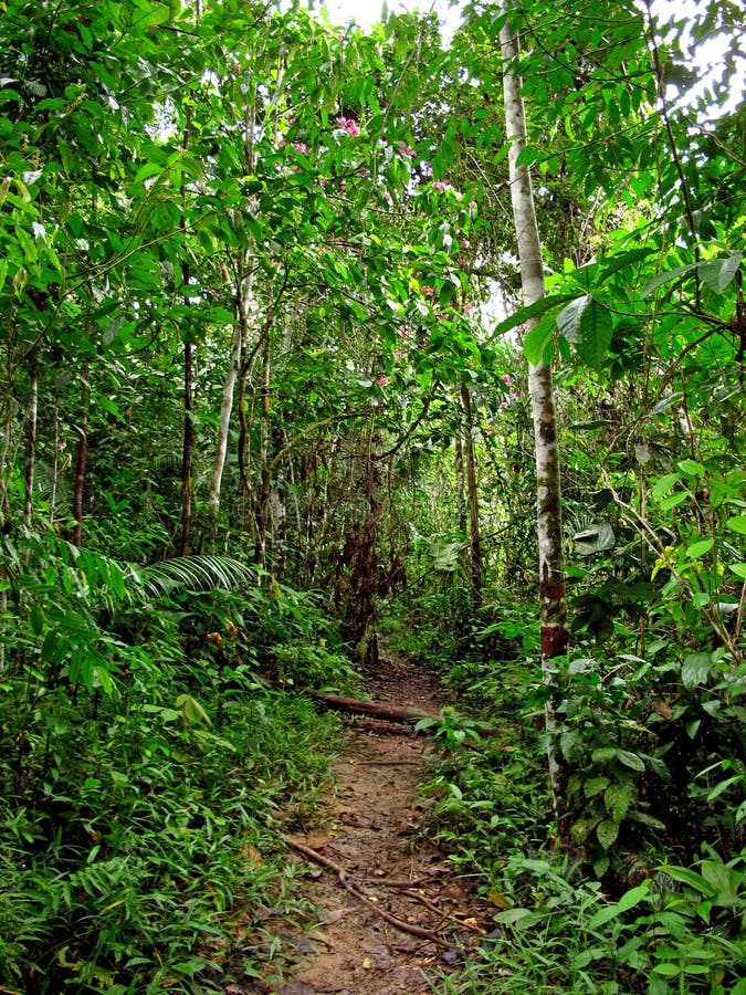Jungle on Amazon River in Peru, South America Stock Photo - Image of ...