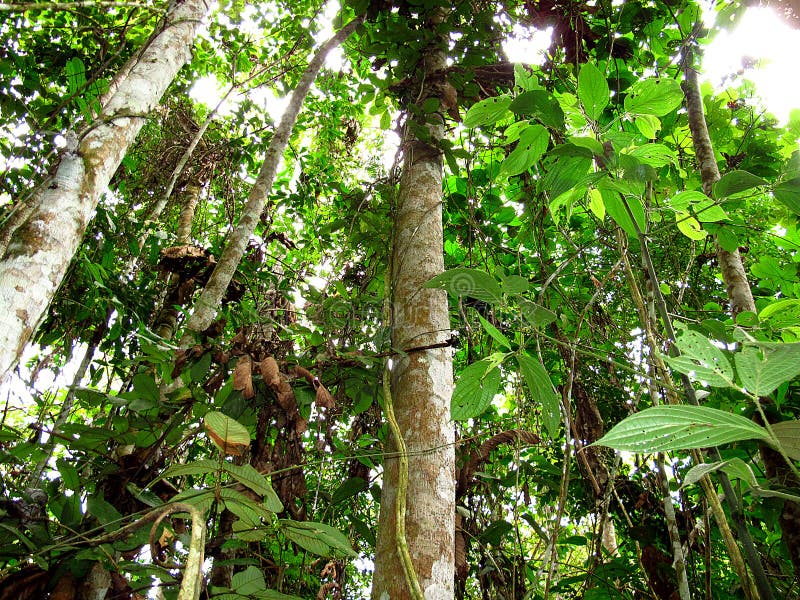 Jungle on Amazon River in Peru, South America Stock Photo - Image of ...