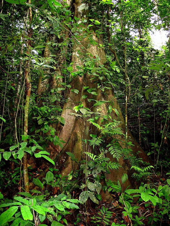 Jungle on Amazon River in Peru, South America Stock Image - Image of ...