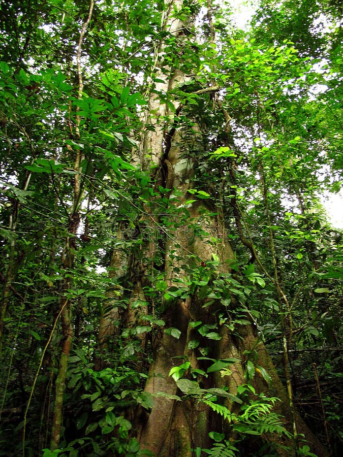 Jungle on Amazon River in Peru, South America Stock Photo - Image of ...