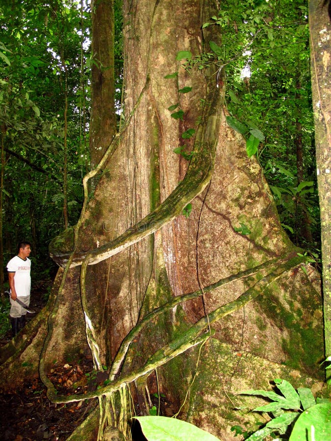 Jungle on Amazon River in Peru, South America Editorial Photography ...