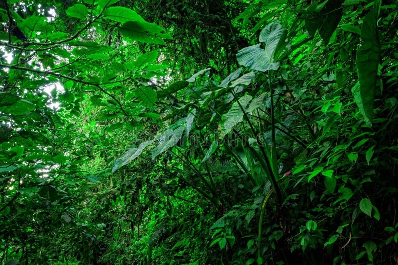 Jungle amazonienne image stock. Image du amazone, dense - 39826731