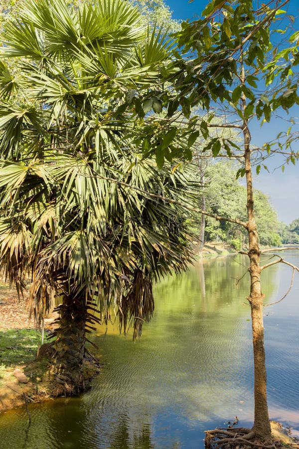 The jungle in Angkor Wat stock image. Image of flora - 66183093