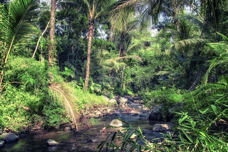 Jungle in Asia stock photo. Image of river, beautiful - 146179350
