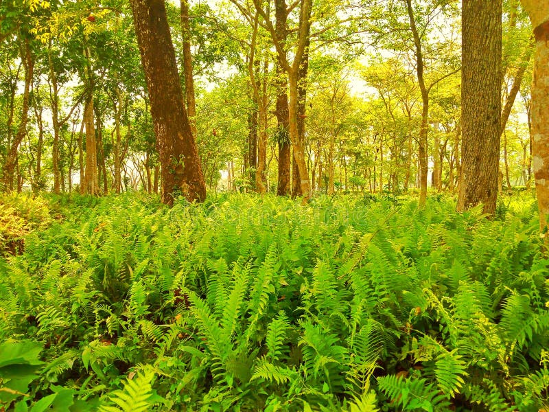The jungle of Assam stock photo. Image of tree, assam - 177833670