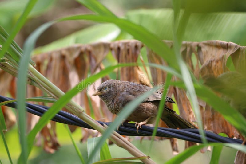 Jungle babbler bird stock image. Image of bird, bush - 255883347