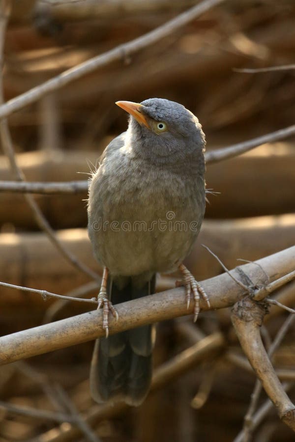 Jungle babbler stock image. Image of babbler, outdoor - 105651185