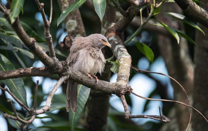 Jungle Babbler stock image. Image of babbler, nature - 255005013