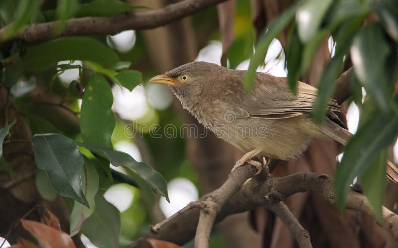 Jungle Babbler stock photo. Image of bird, animal, gray - 255004996