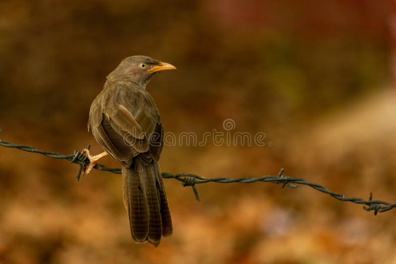 Jungle babbler stock photo. Image of jungle, birds, bird - 151942450