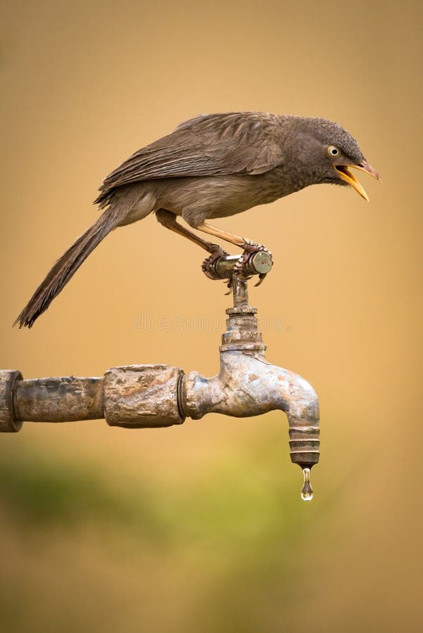 Jungle Babbler on Dripping Tap Looking Down Stock Photo - Image of bird ...