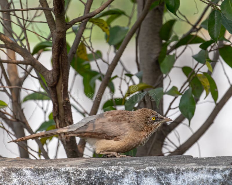 A jungle babbler on a wall stock image. Image of rusteaten - 267343845