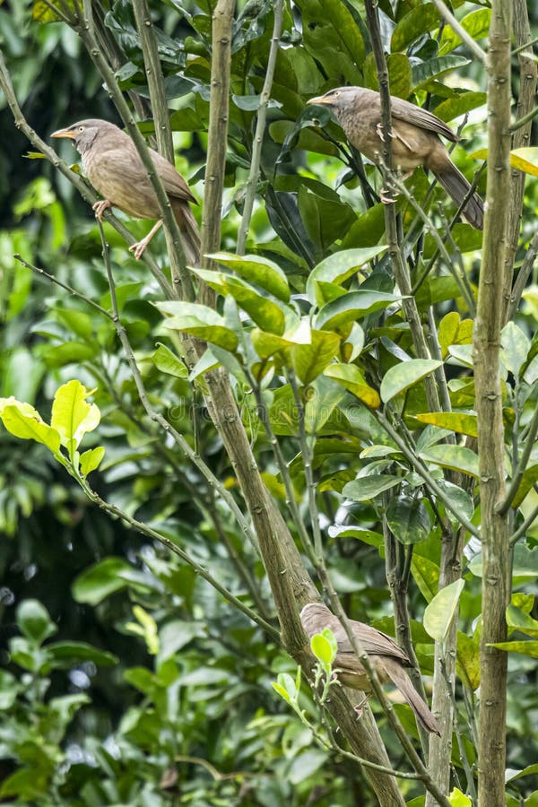 Jungle Babblers are Gregarious Birds that Forage in Small Groups of Six ...
