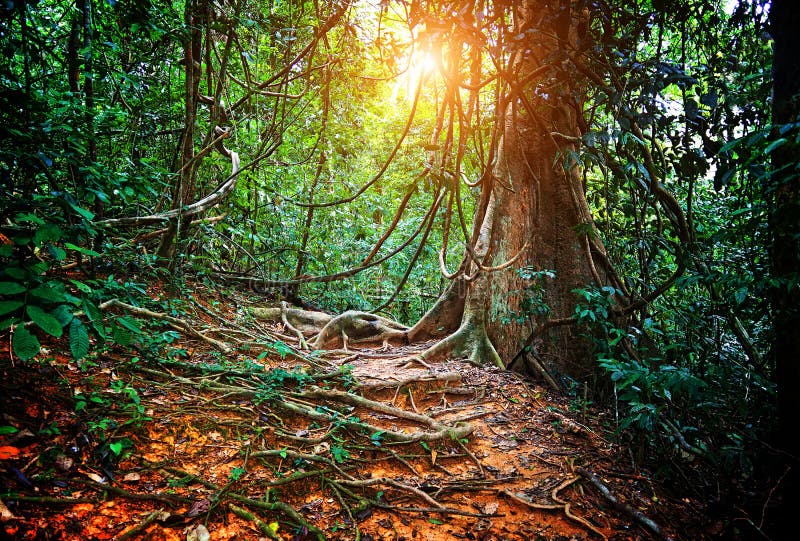 Man in borneo jungle stock photo. Image of negara, tree - 21047374