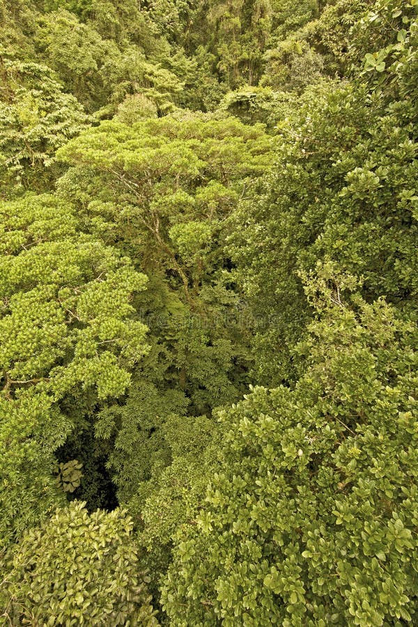 Jungle Canopy stock image. Image of jungle, natural, rainforest - 17501149